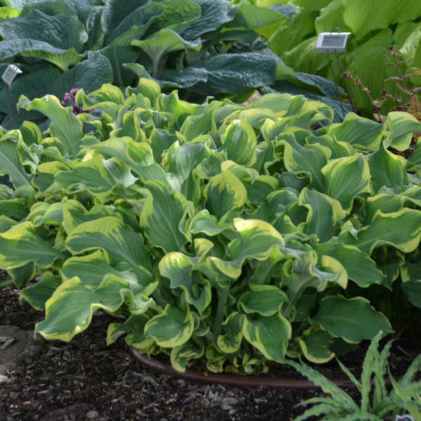 Buy Hosta 'Wheee!' PP23565 SHADOWLAND® Collection