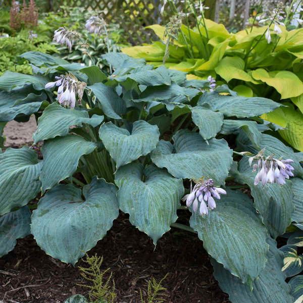 Buy Hosta Diamond Lake Large Blue corrugated wavy hosta