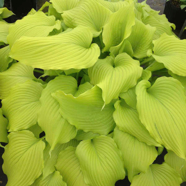 Buy Hosta Dancing Queen a bright yellow/gold hosta with a wavy edge