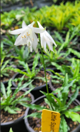 Hosta Little Squirt | Buy Now!