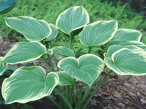 Buy Hosta Victory