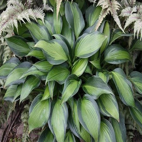 Buy Hosta June Spirit