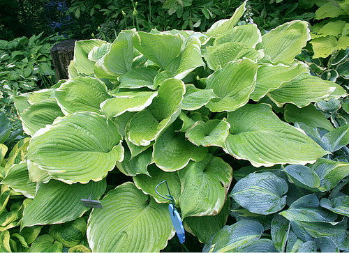 Buy Hosta Winter Snow Large Green hosta with a white edge