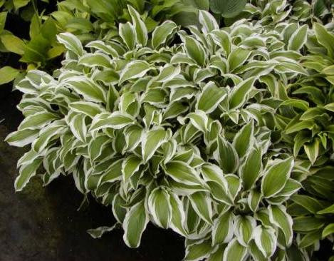 Buy Hosta Silver Halo