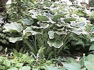 Buy Hosta Sagae