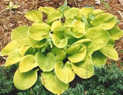 Buy Hosta Maui Buttercups