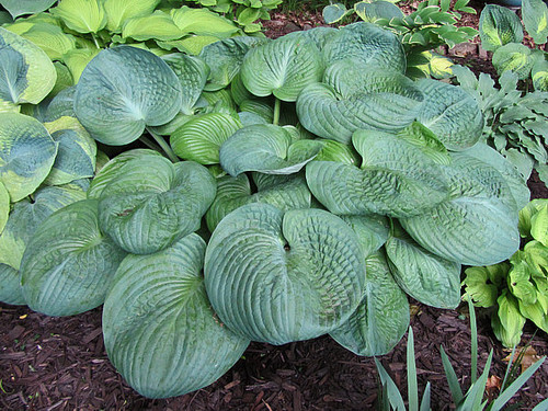 Buy Hosta Amos