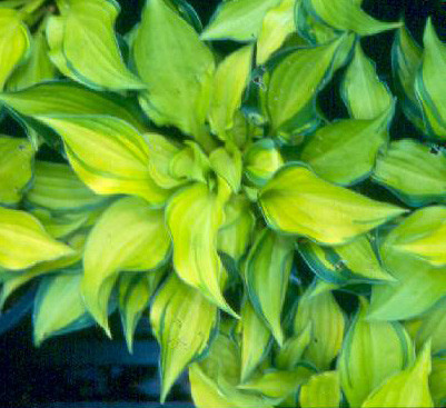 Buy Hosta Cracker Crumbs 6 inches tall X 12 inches wide