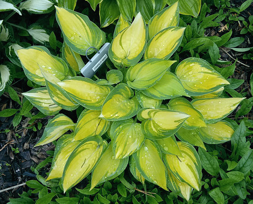 Buy Hosta Dinner Mint
