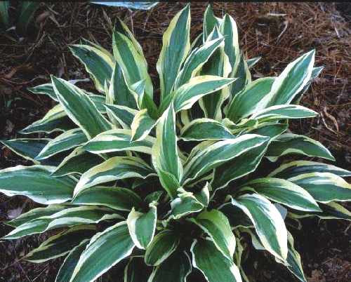 Buy Hosta Candy Cane