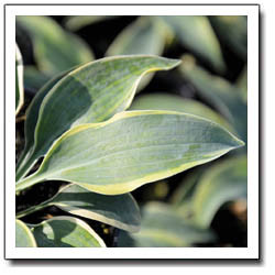 Buy Hosta Picasso a small blue hosta with gold edge