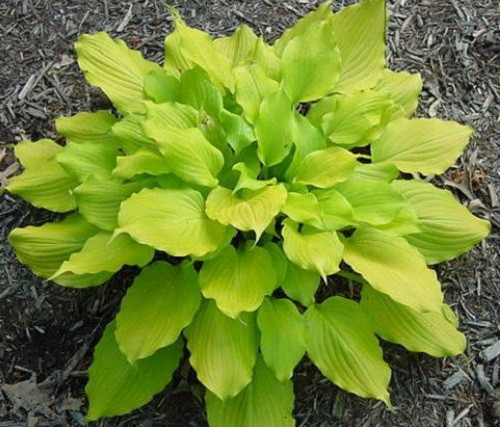 Buy Hosta Appletini Yellow Miniature