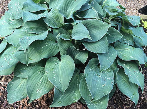 Hosta Azuretini | Buy Now!