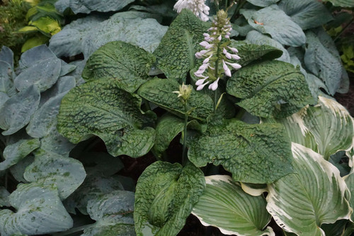Hosta Hogwarts | Buy Now!