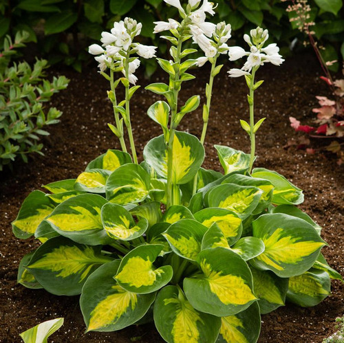 Hosta Sunset Grooves | Buy Now!