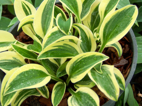 Hosta Funny Mouse | Buy Now!