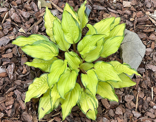 Hosta Pineapple Salsa | Buy Now!