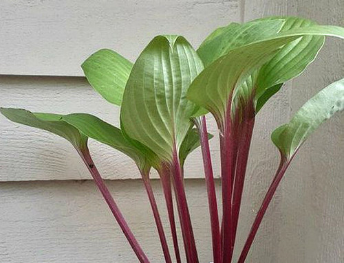 Hosta Cherry Cheescake