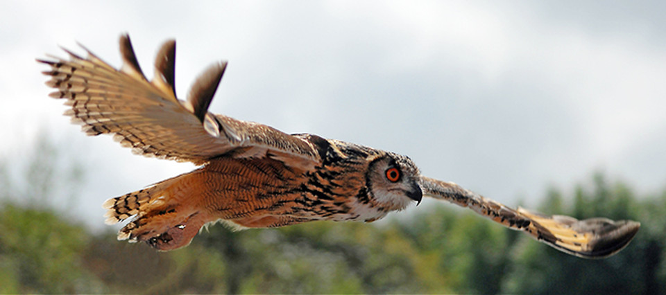 The Future of Quieter Turbine Tech: Owl Inspired? Hoo Hoo ...