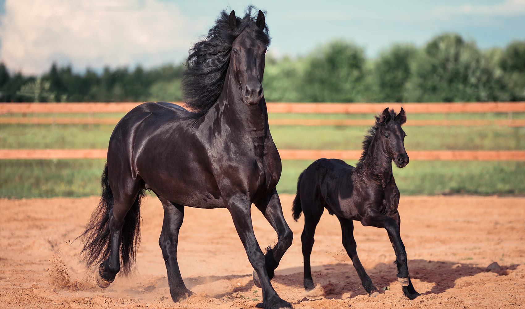 Placide® Equine Products
