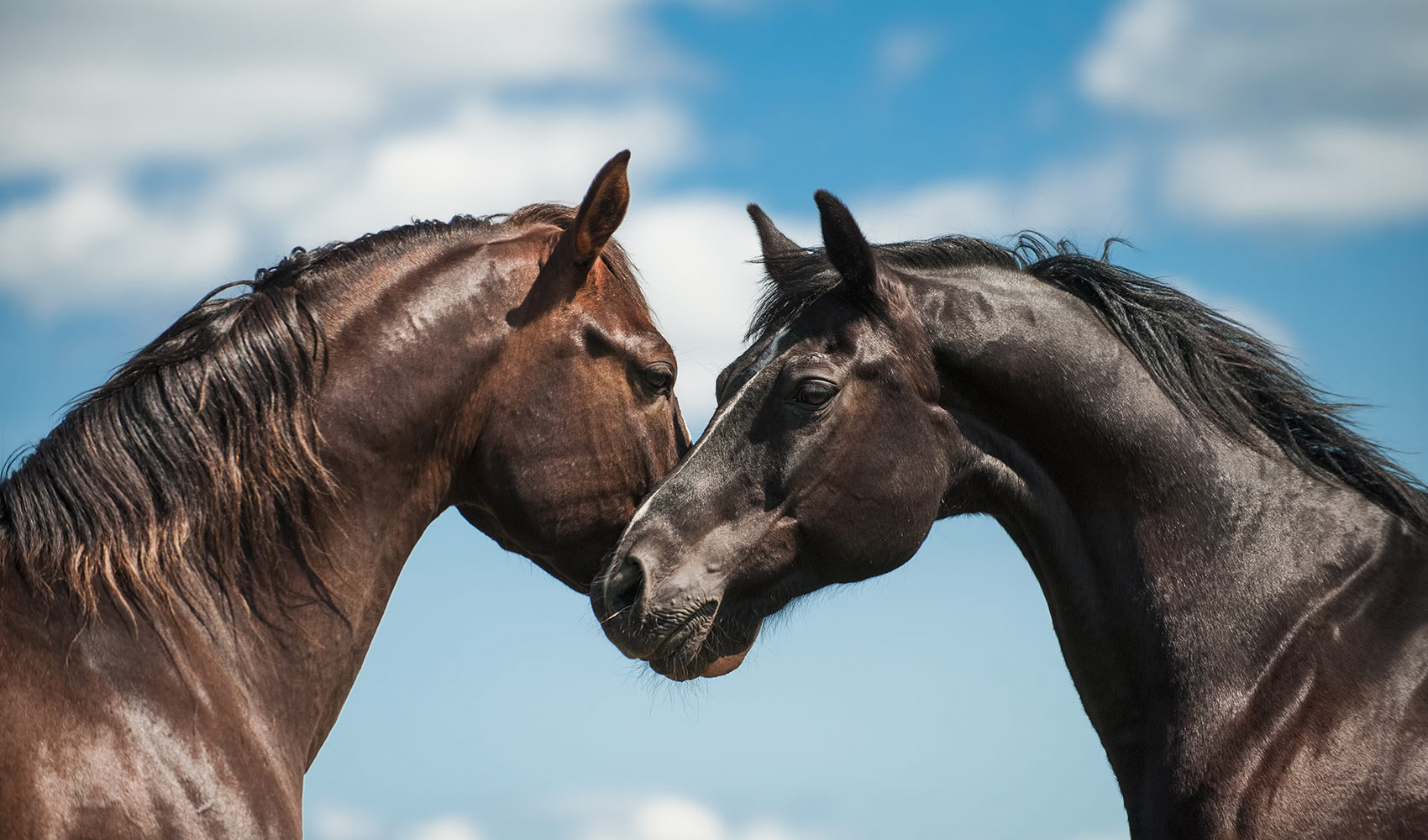 Placide® Equine Products