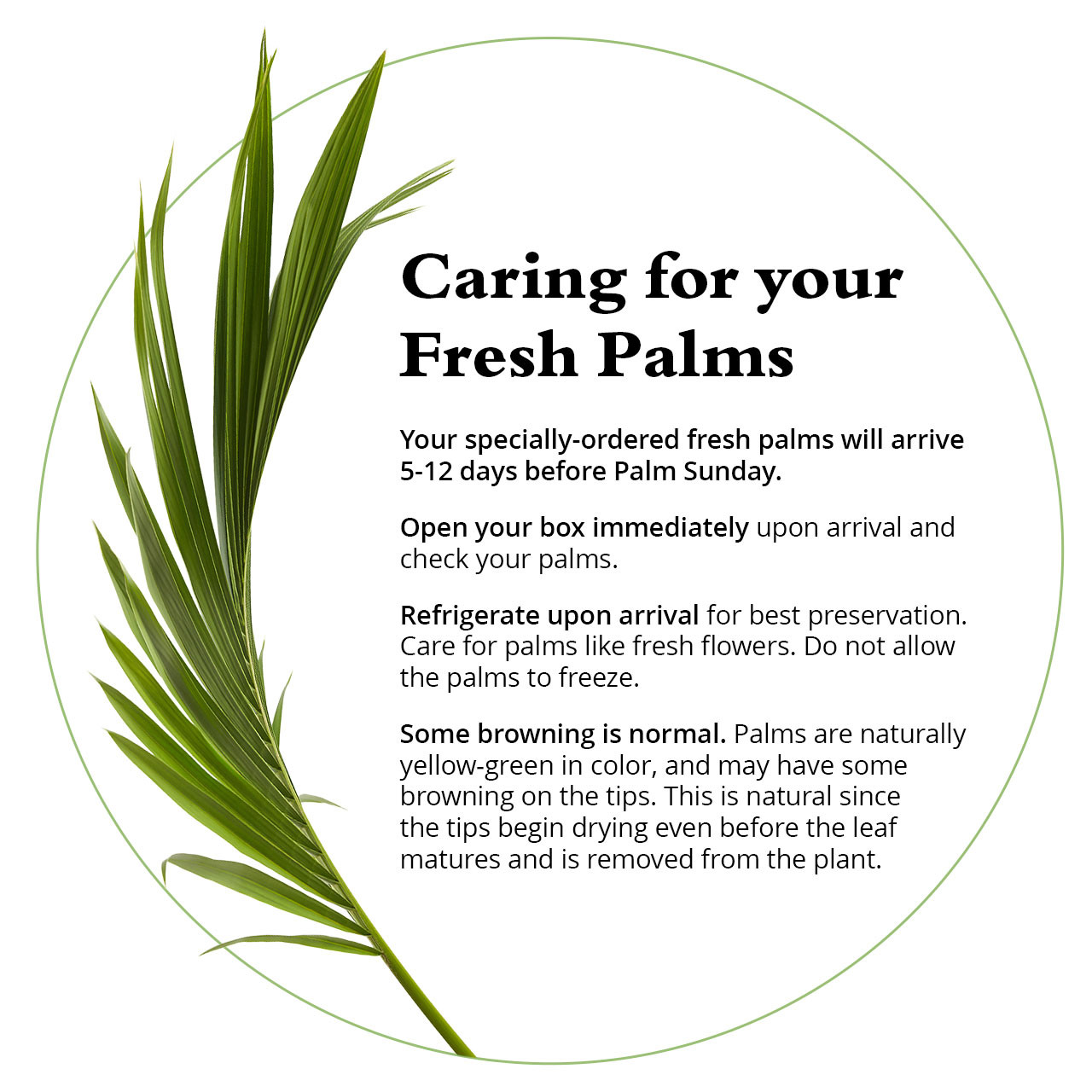 Fresh Palm Strips | Long Size 24-36 inches | Concordia Supply