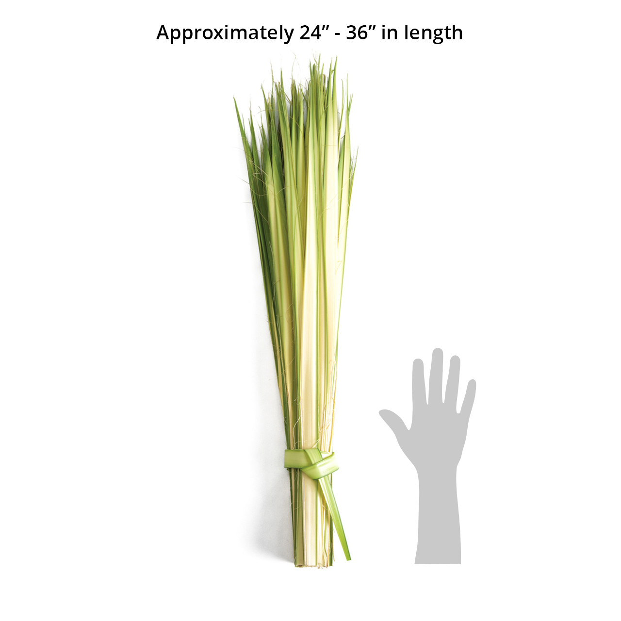 Fresh Palm Strips | Long Size 24-36 inches | Concordia Supply