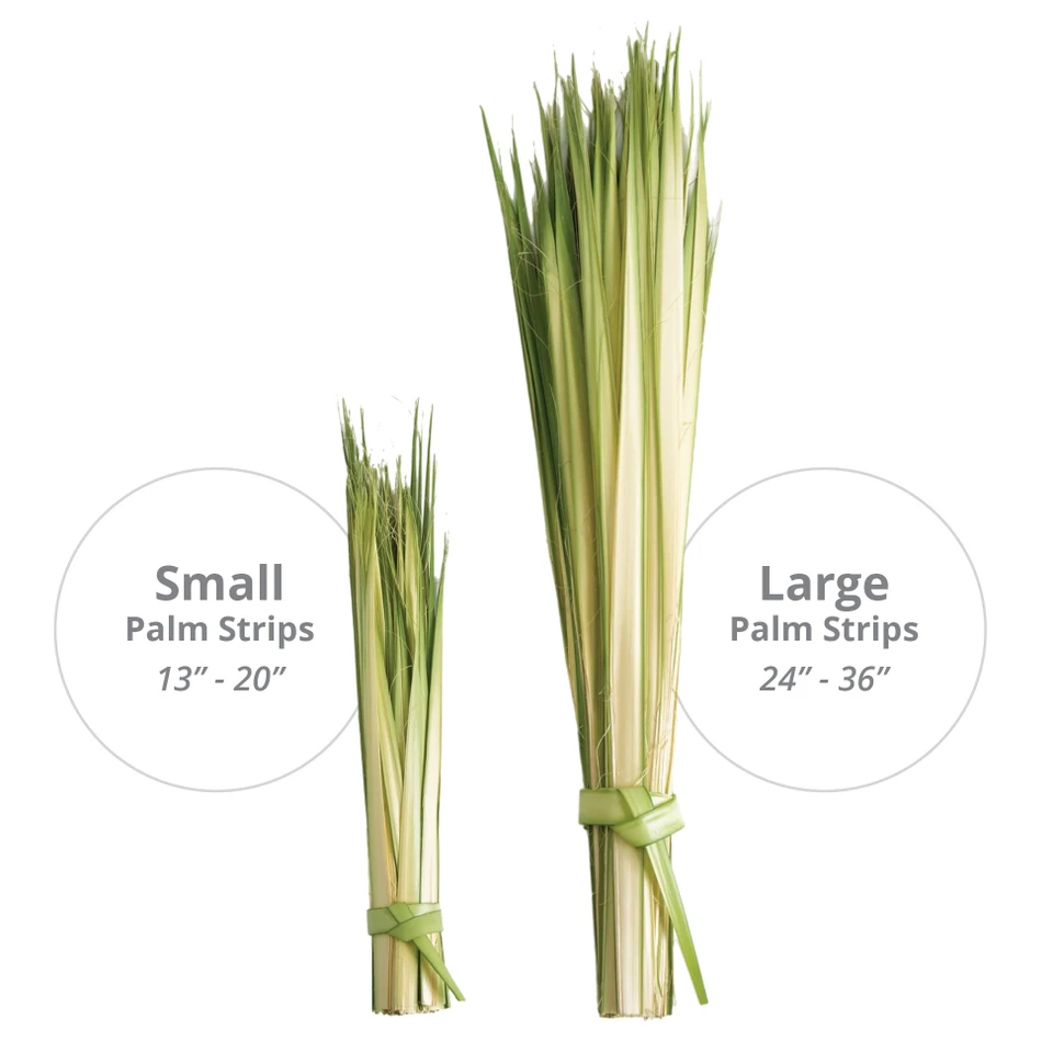 Fresh Palm Strips | Long Size 24-36 inches | Concordia Supply