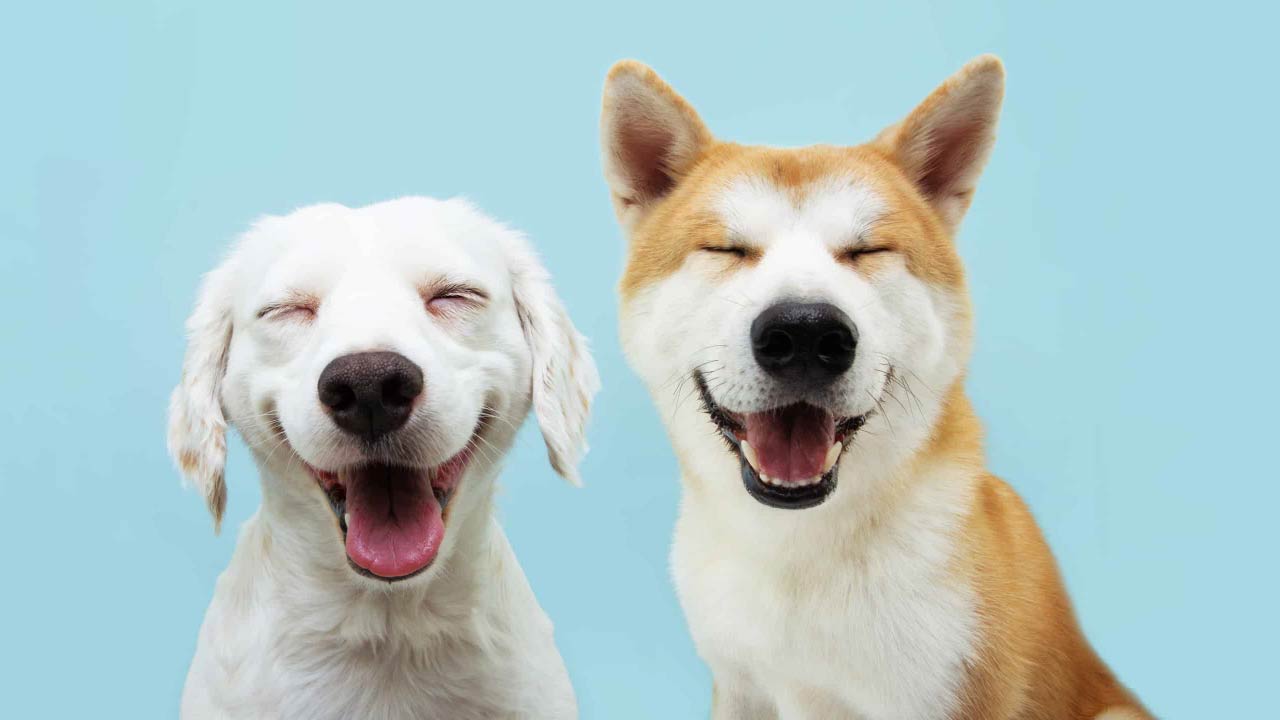 Unlock Radiant Smiles: Simple Tips for Monitoring Your Pets Dental ...