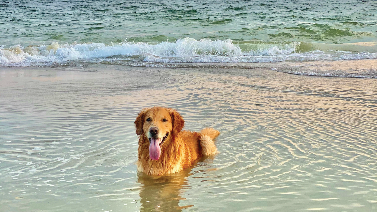 Top 10 Tips to Keep Your Pets Cool This Summer - Atlantic Pet Products