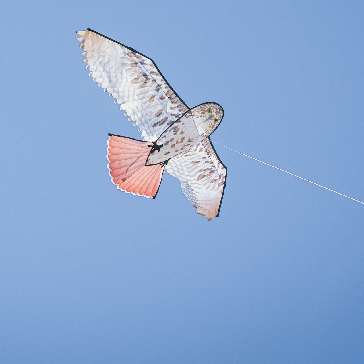 70-inch Red-Tailed Hawk Kite - Kite Garden