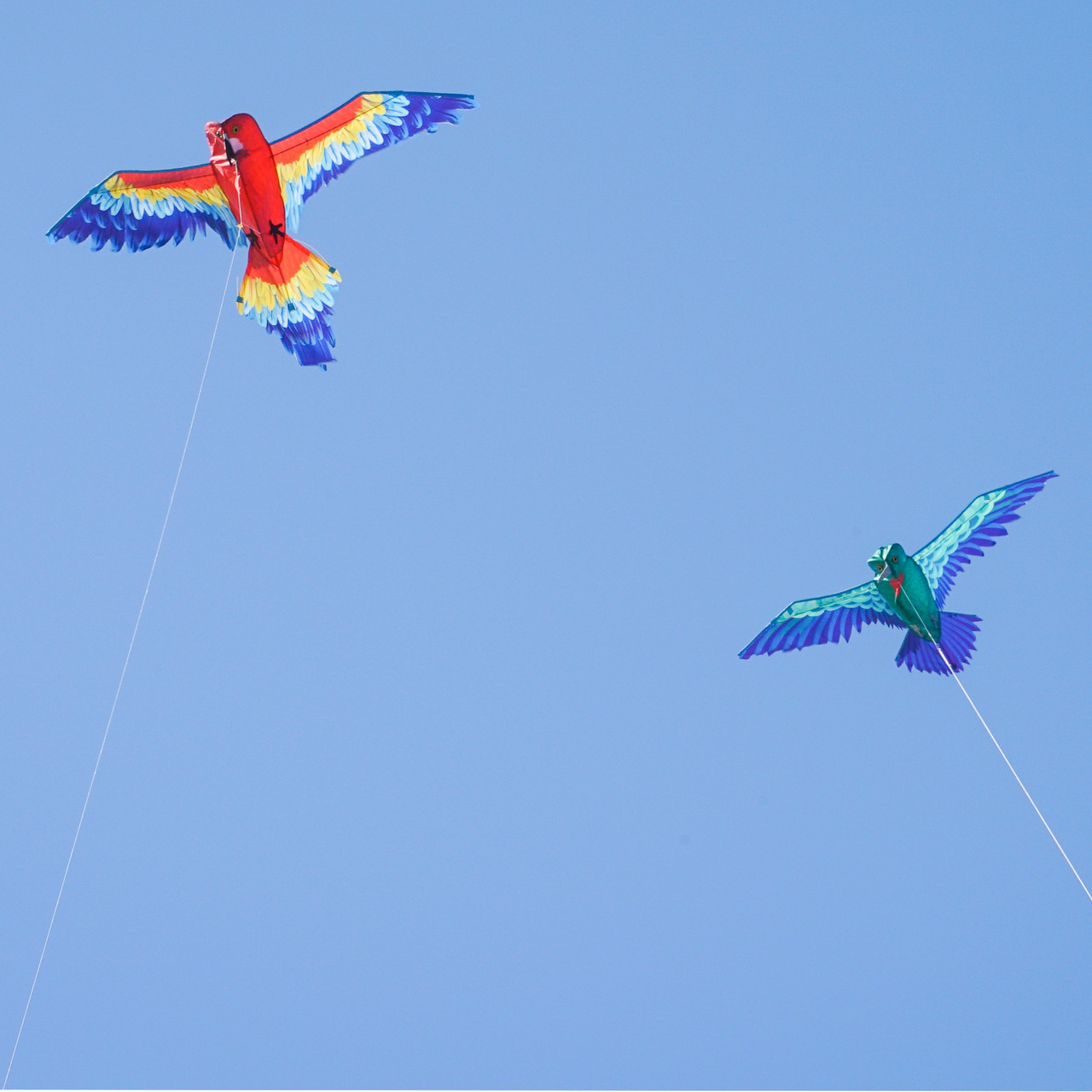 3D Hummingbird Kite - Kite Garden