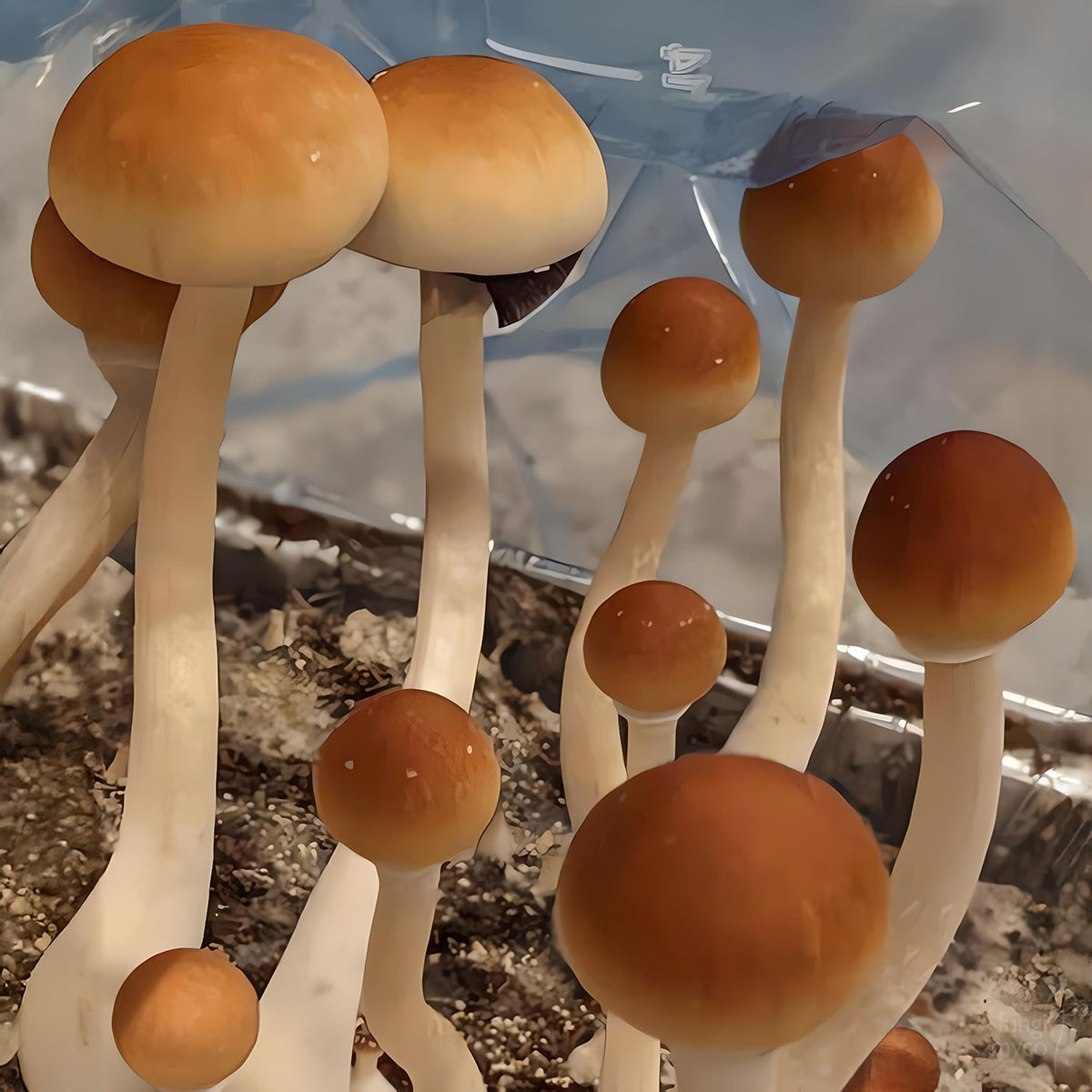 Cambodian Gold Spores - Fungi Myco