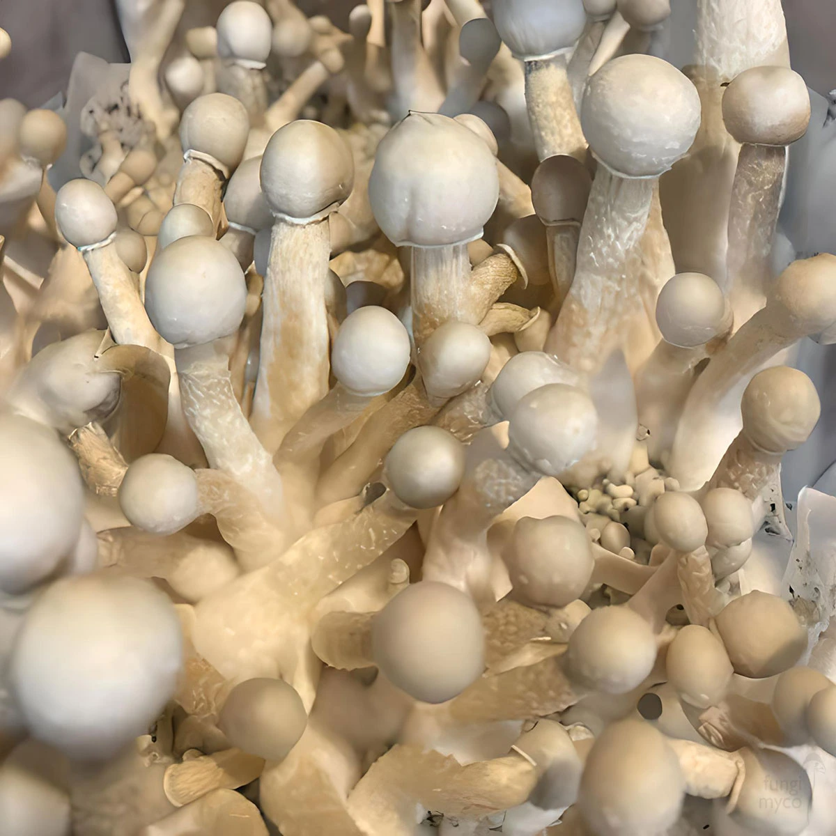 Leucistic Golden Teacher (White Teacher) Spores - Fungi Myco