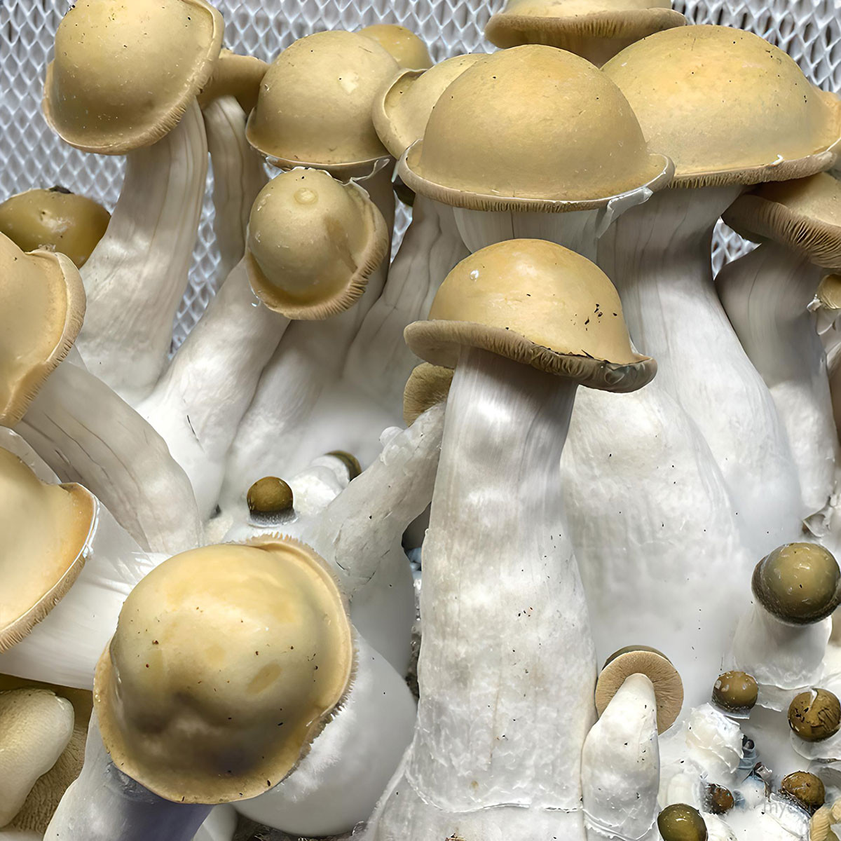 DC Melmac Spores - Fungi Myco