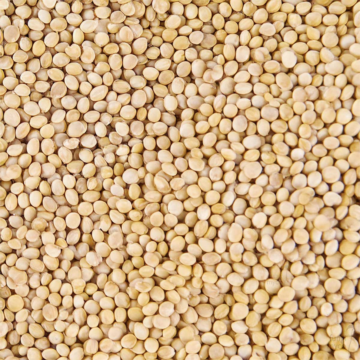 Sterilised White Millet Grain - Fungi Myco