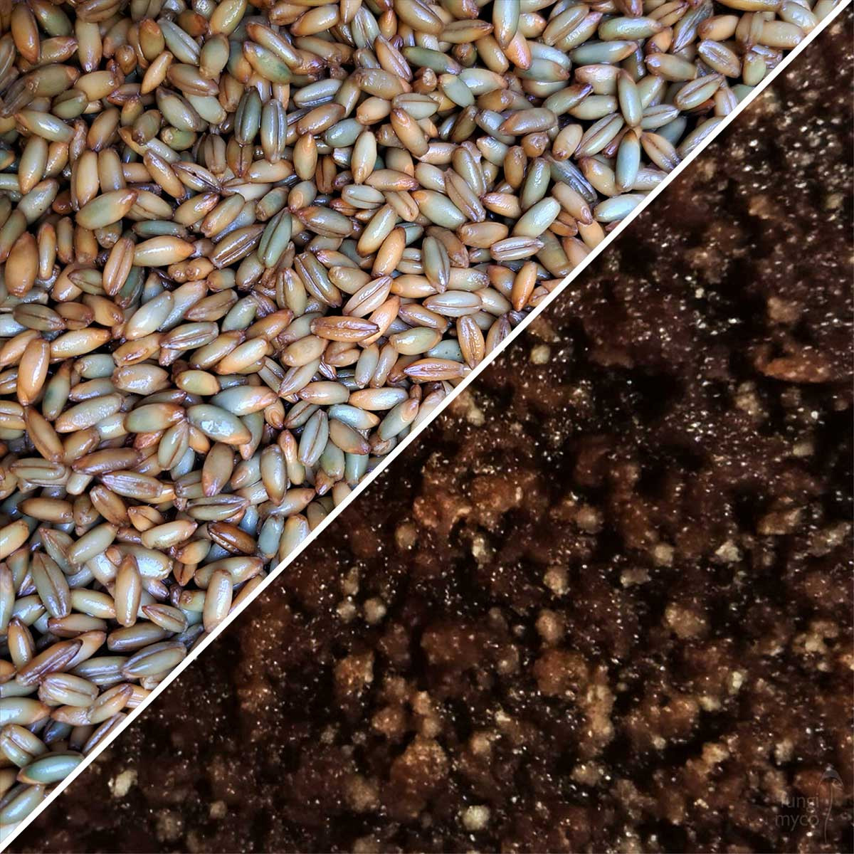 Rye Grain & Coir Bundle - Fungi Myco