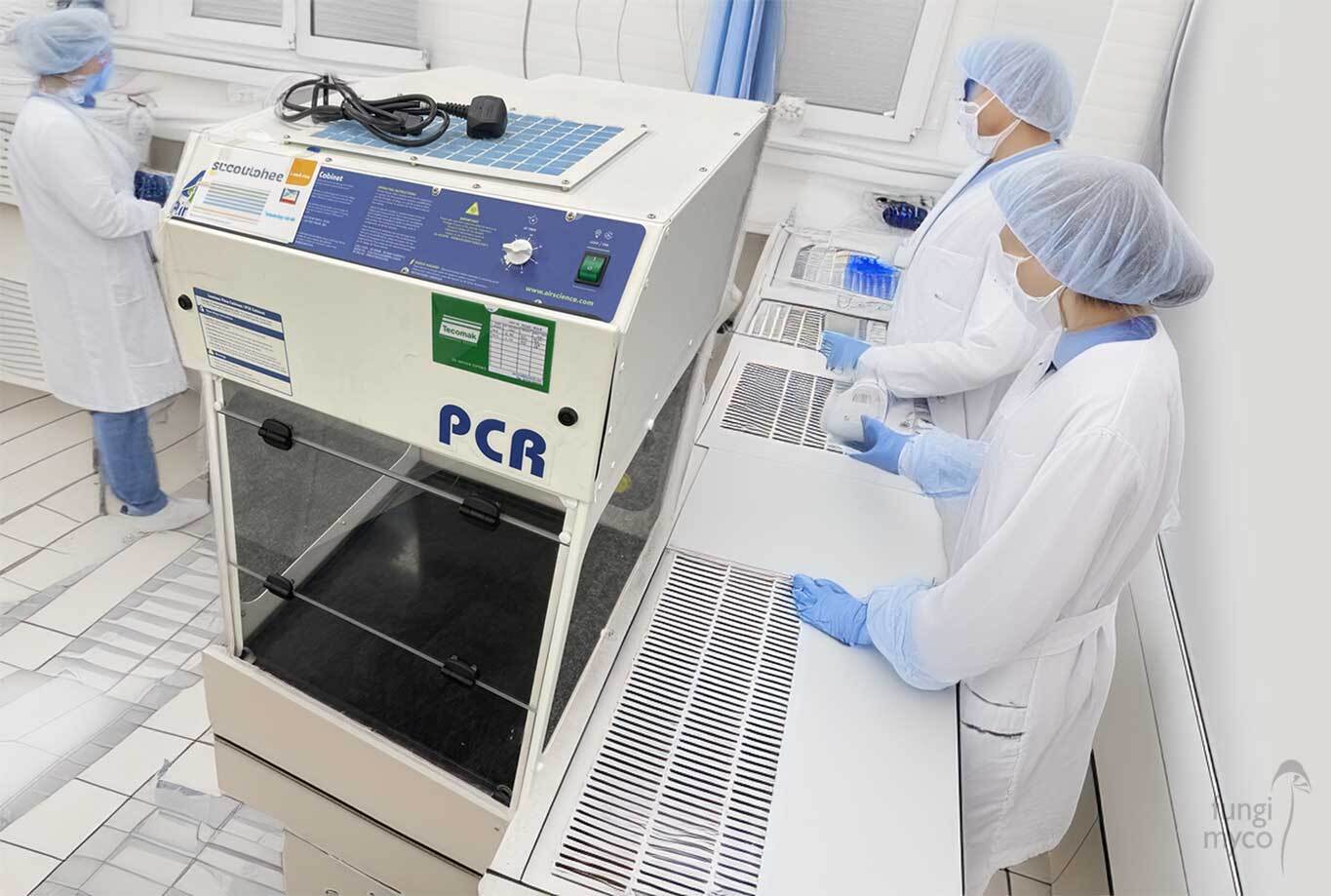 Magic Mushroom Spores & Supplies UK - Fungi Myco