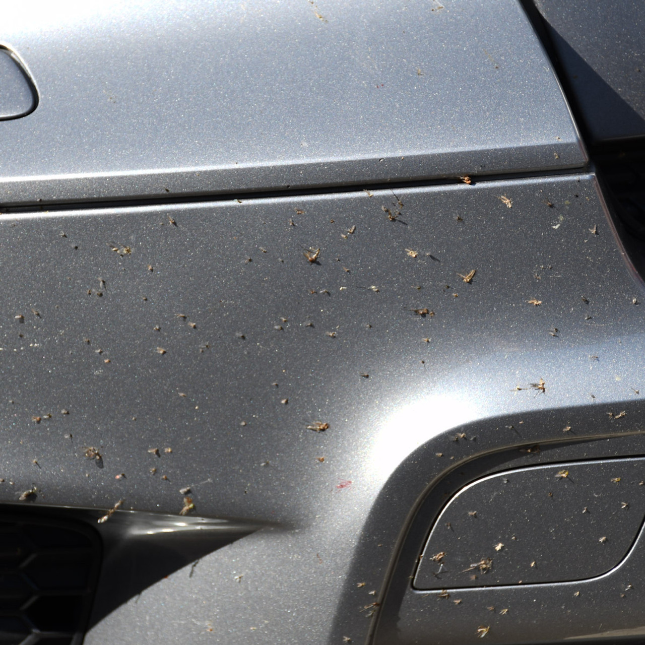 Bug & Dirt Shifter Sponges x 3