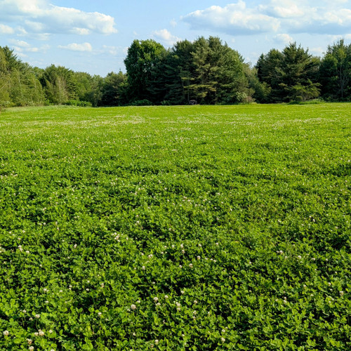 Founder's Blend North by Magnet Outdoors | Premium Northern Food Plot ...