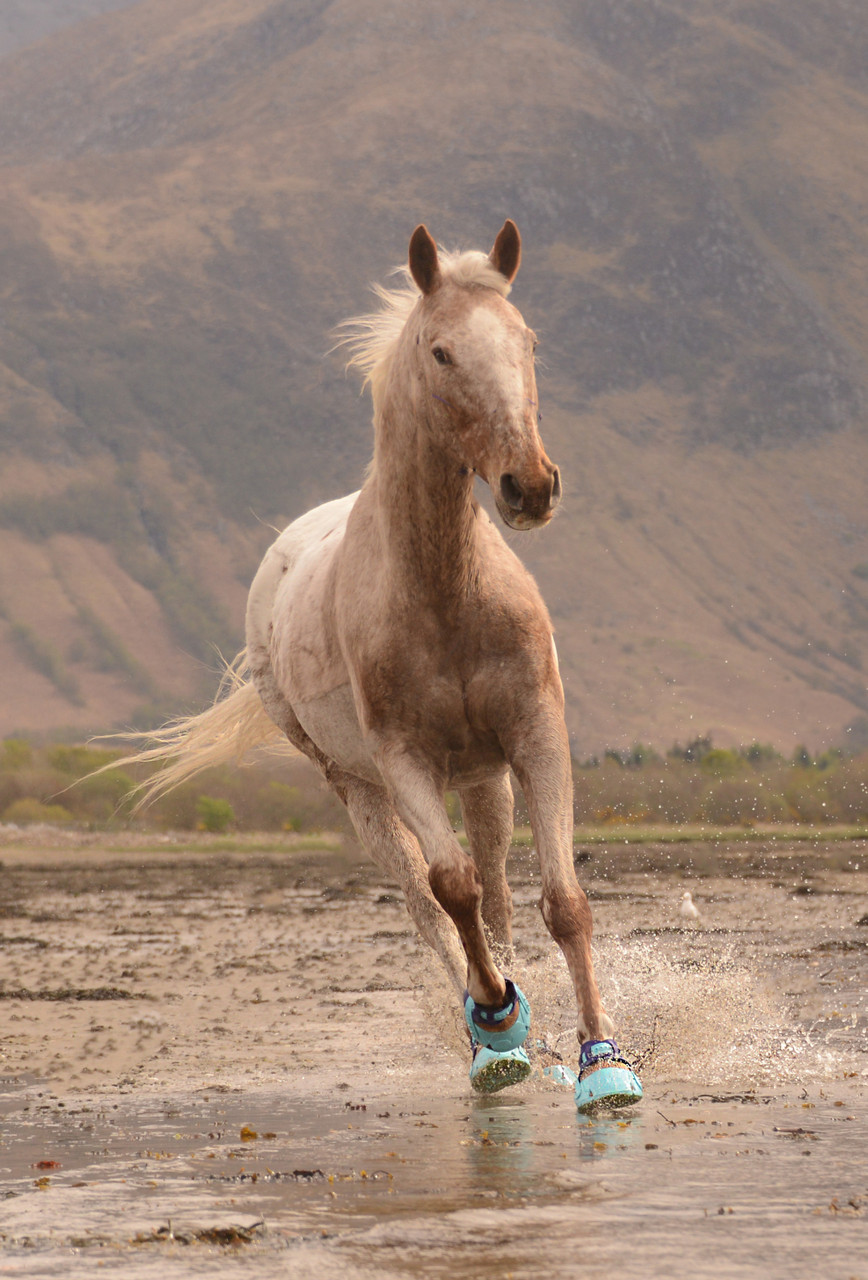 Limited Edition Colour Flex Boot (Single Boot)