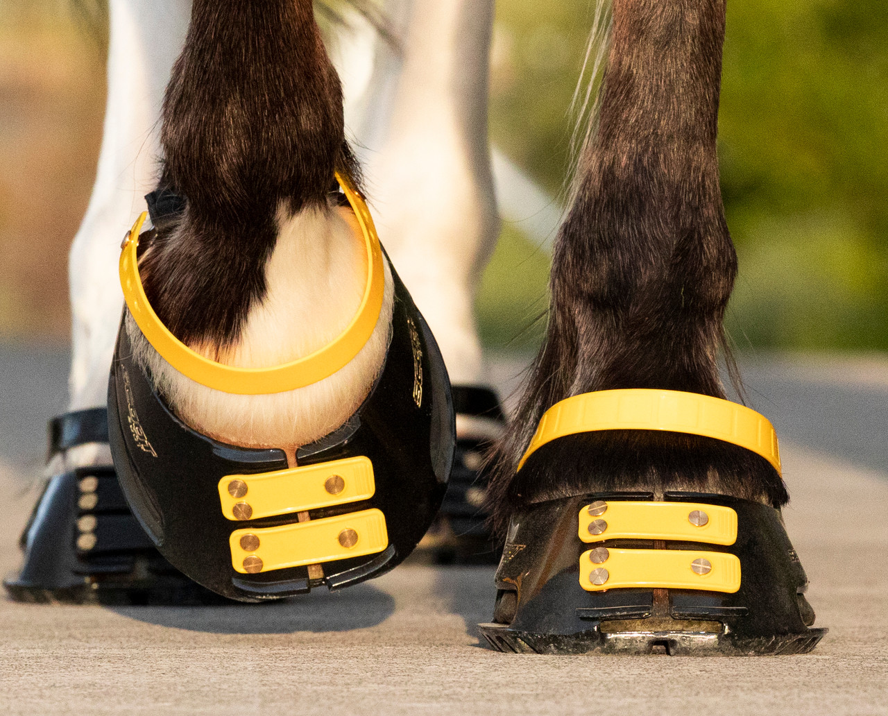 Scoot Boot Spare Coloured Front Strap Packs - Hoof Bootique