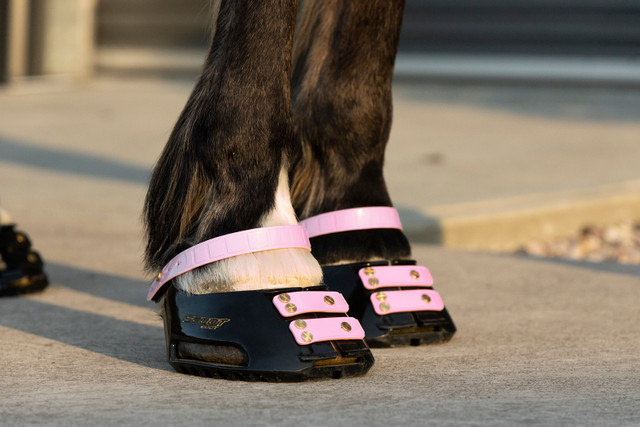Scoot Boot Hoof Boots | Premium Hoof Protection for Your Horse ...