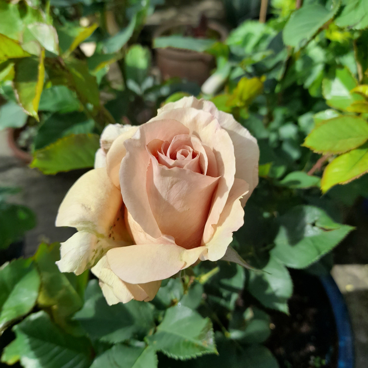 Bush Rose 'Mocha Rosa' 5L
