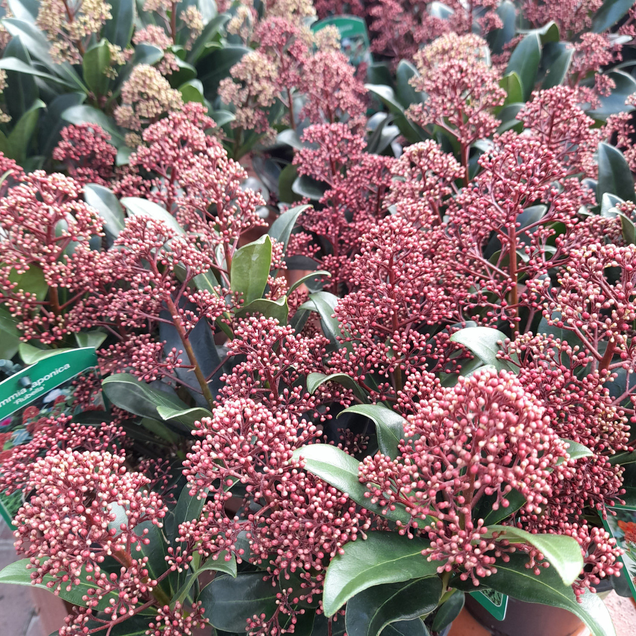 SKIMMIA jap. Rubella 1.5L