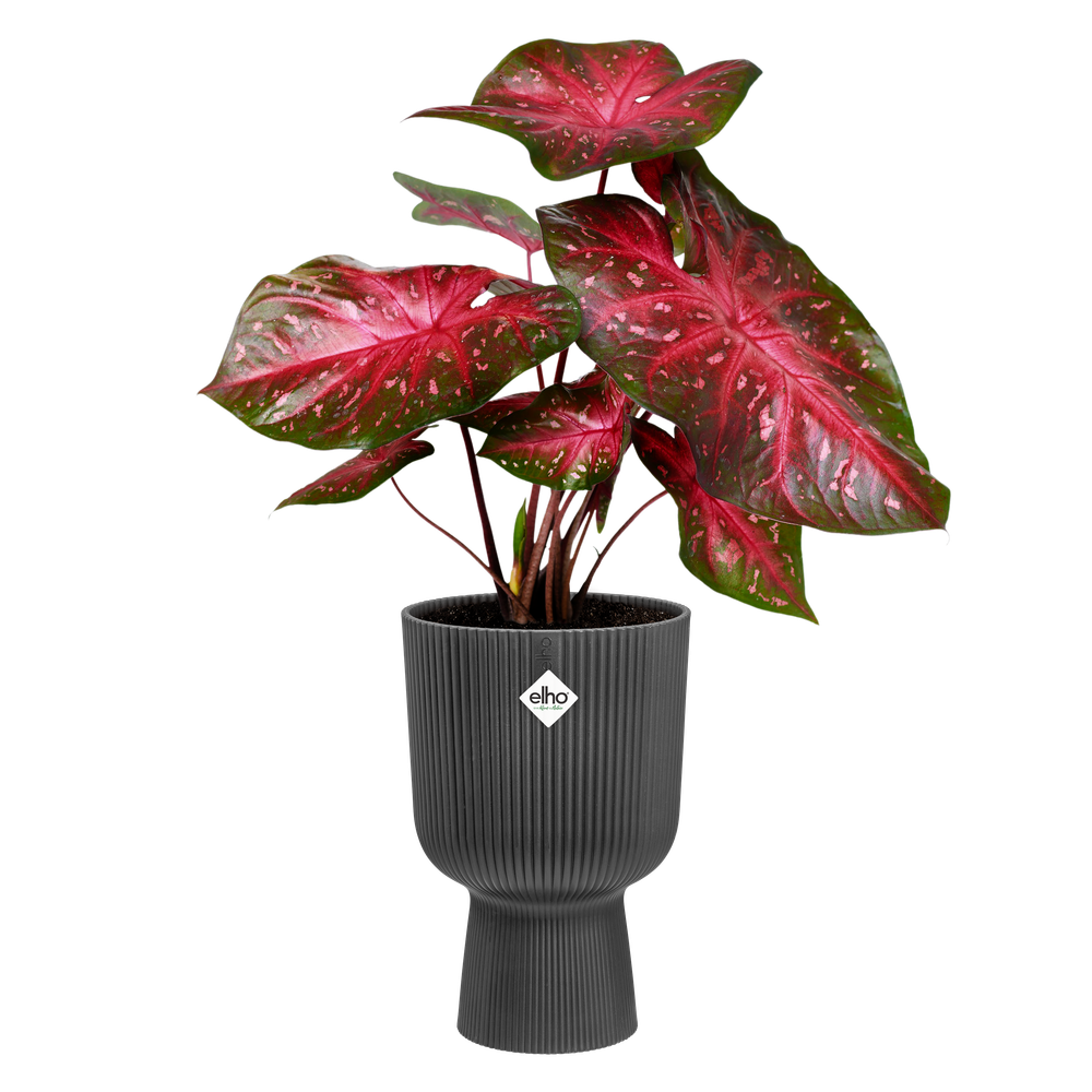 Elho Vibes Fold Coupe 14cm - Anthracite