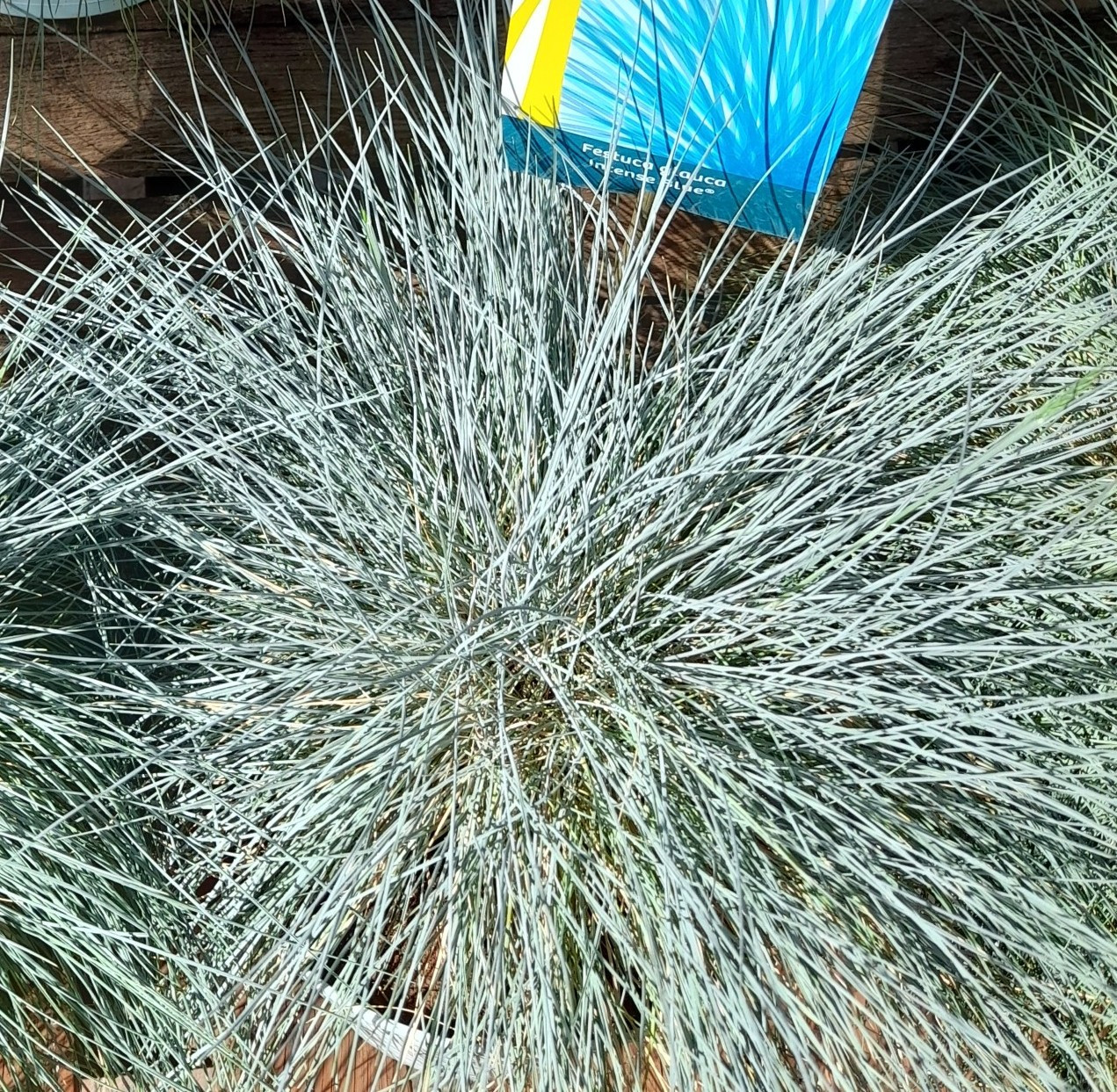 FESTUCA GLAUCA Intense Blue 23cm