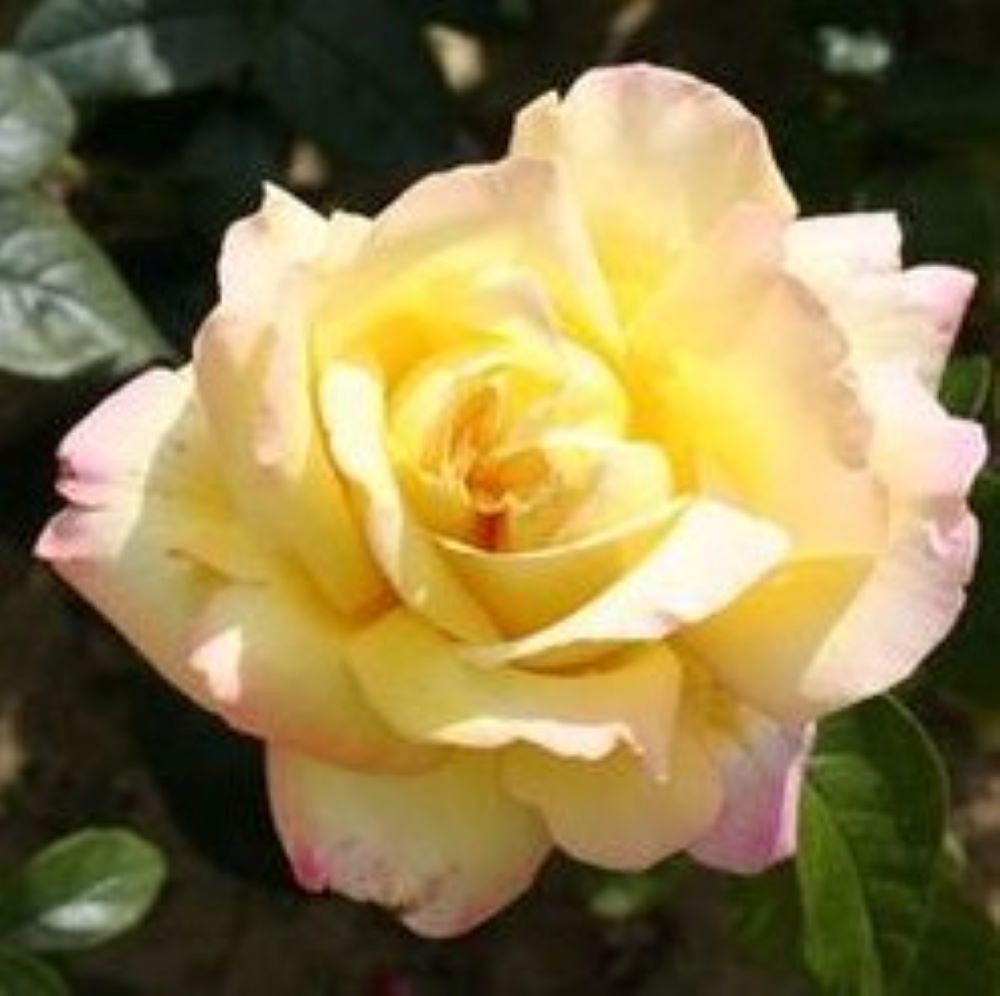 Bush Rose 'Peace' 5L