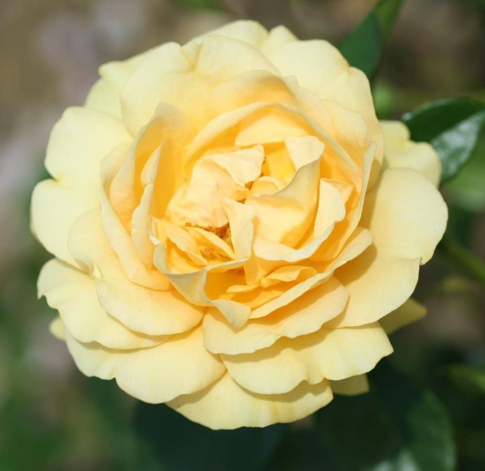 Bush Rose 'Absolutely Fabulous' 5L