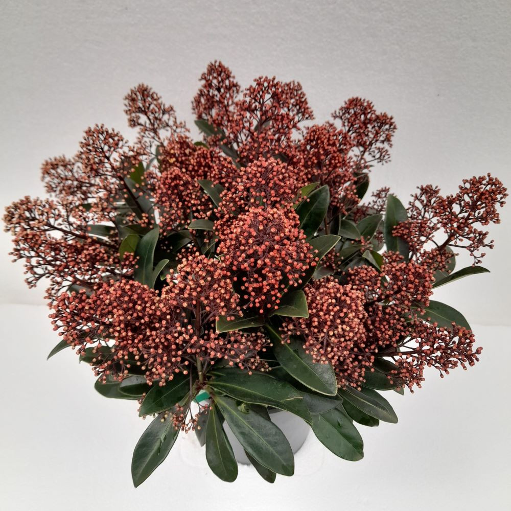 SKIMMIA jap. Rubella 3L